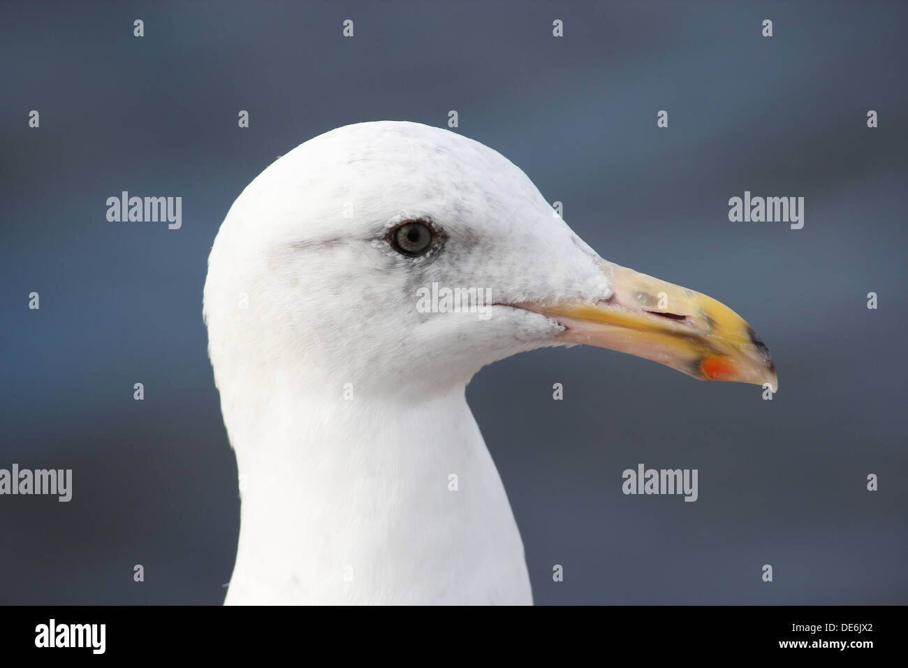 Side profile of seagull hi-res stock photography and images - Alamy