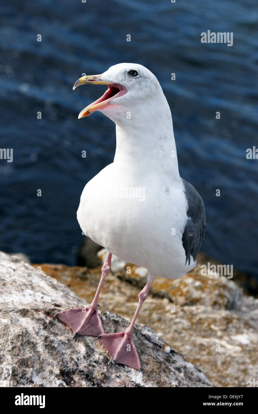 Call of the ocean hi-res stock photography and images - Alamy