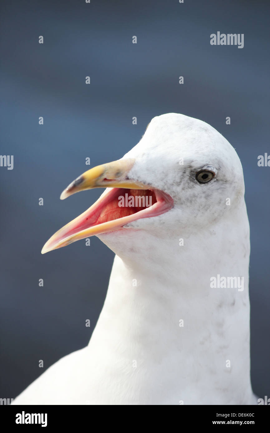 Seagull scream hi-res stock photography and images - Alamy