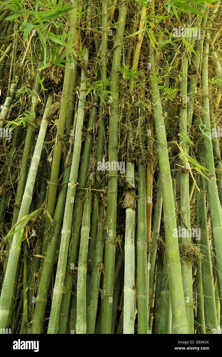 green bamboo tree texture background Stock Photo - Alamy