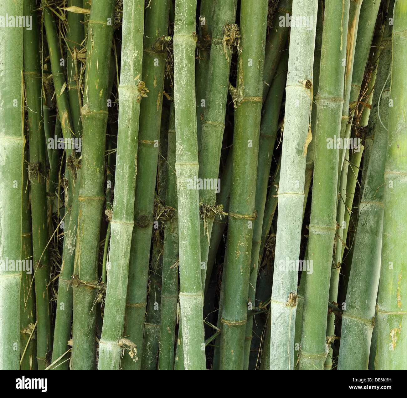 green bamboo tree texture background Stock Photo - Alamy