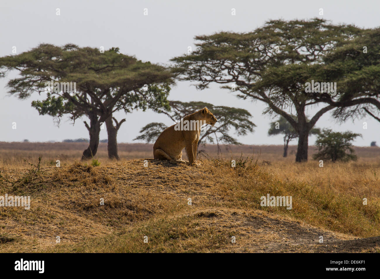 Lion posing in the Serengeti Stock Photo - Alamy