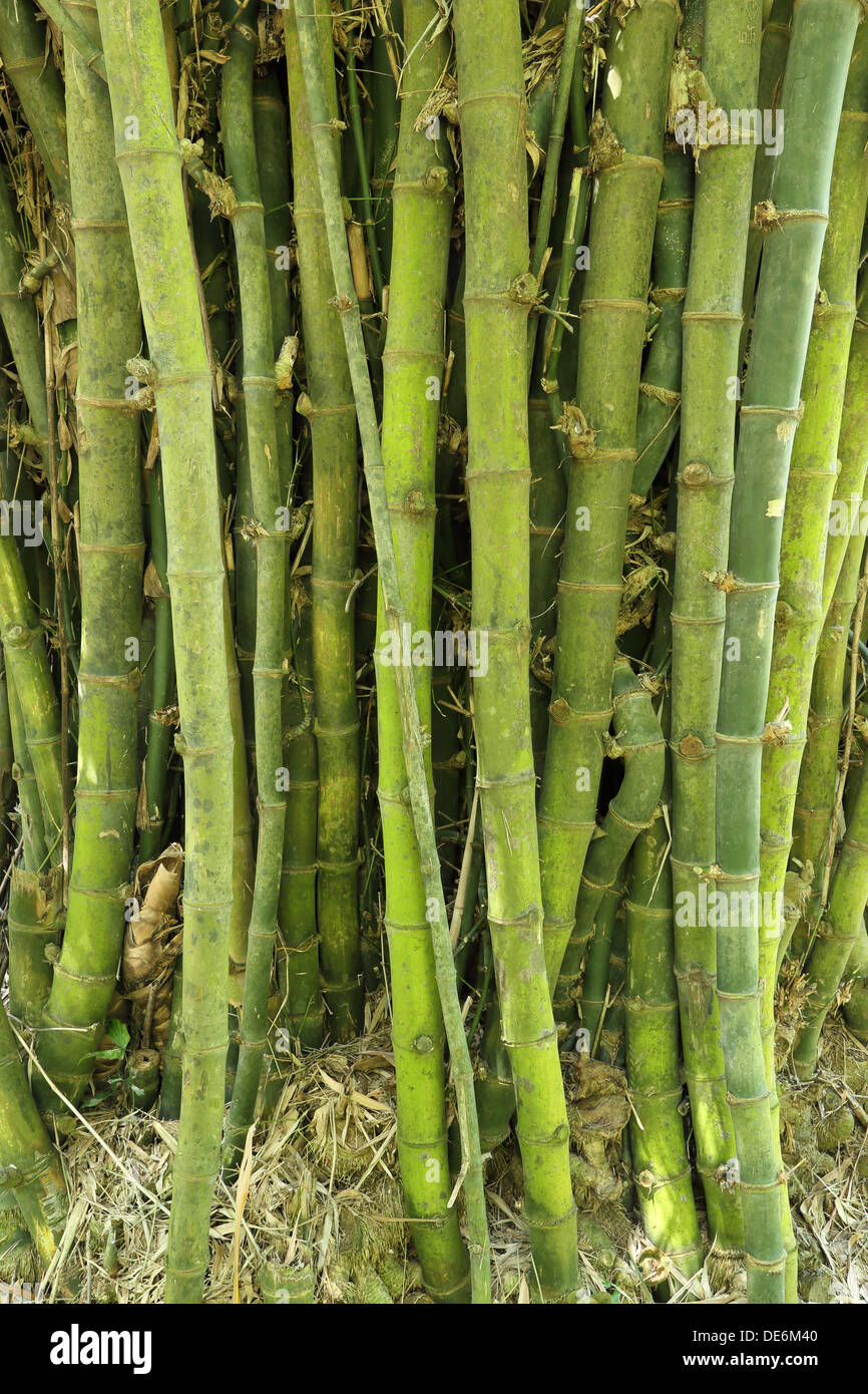 green bamboo tree texture background Stock Photo - Alamy