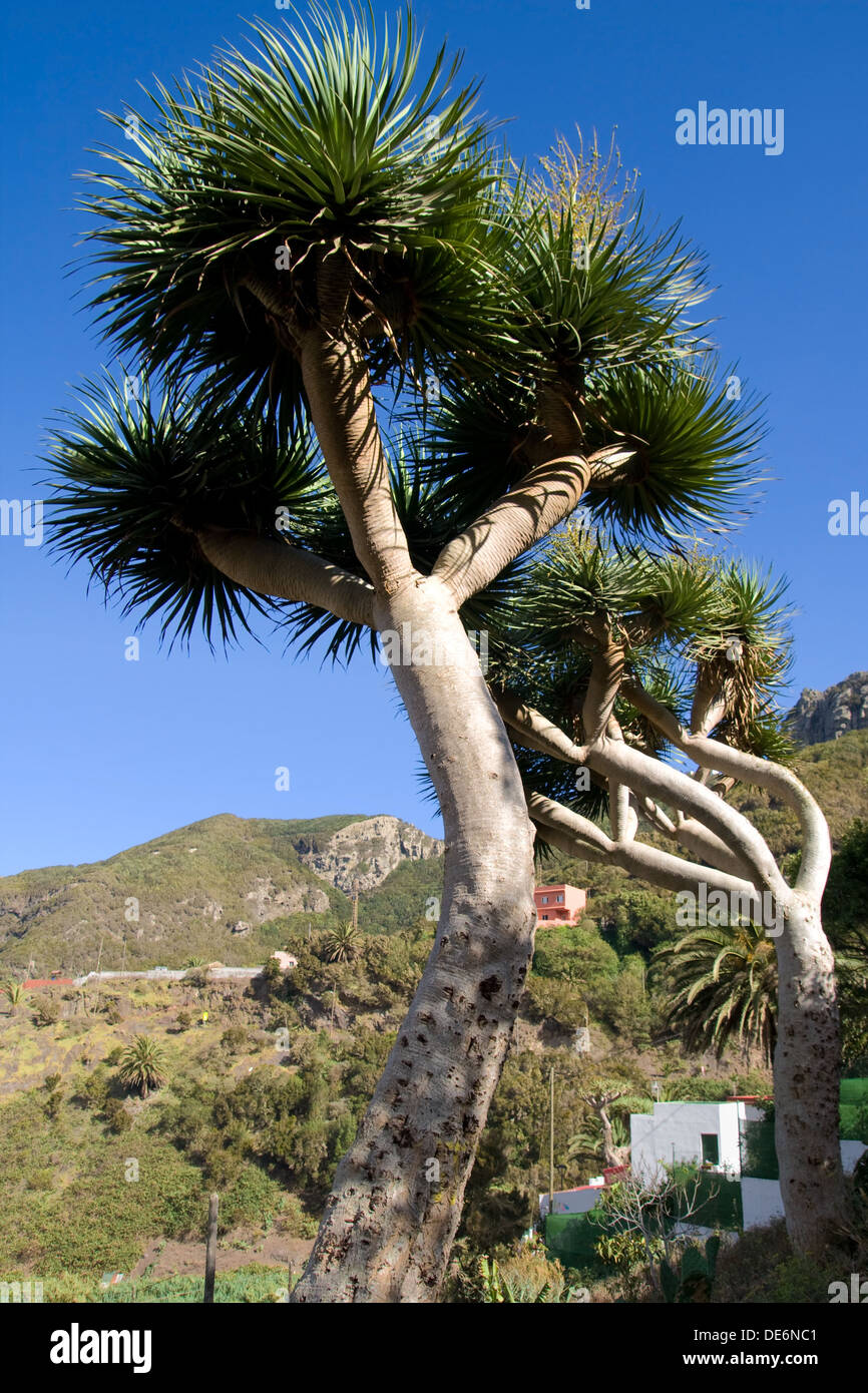 Dragon trees in tenerife hi-res stock photography and images - Alamy