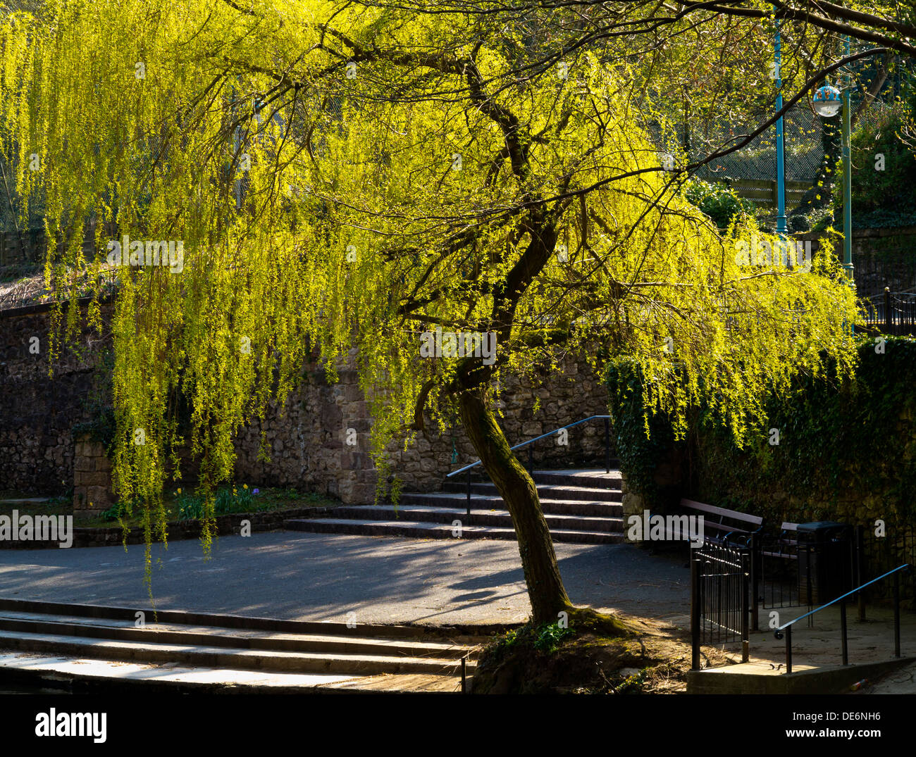 Weeping willow tree genus Salix next to the River Derwent in Matlock ...