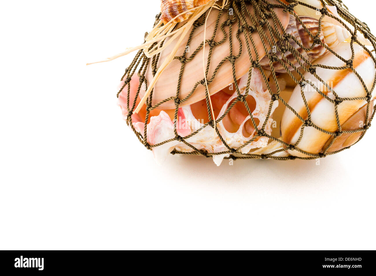 Sea shells in fishing net on a white background Stock Photo - Alamy