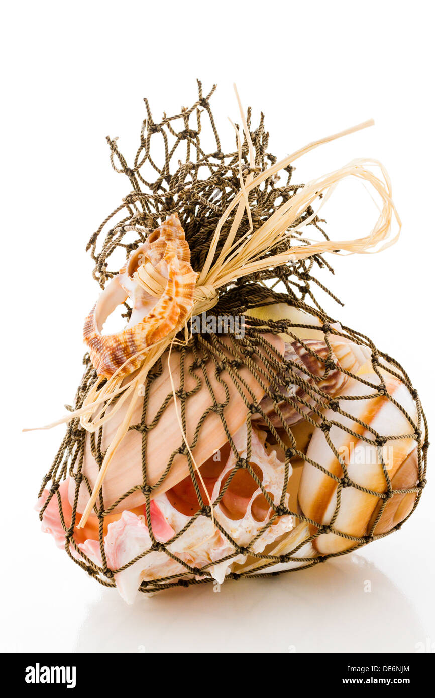 Sea shells in fishing net on a white background Stock Photo - Alamy
