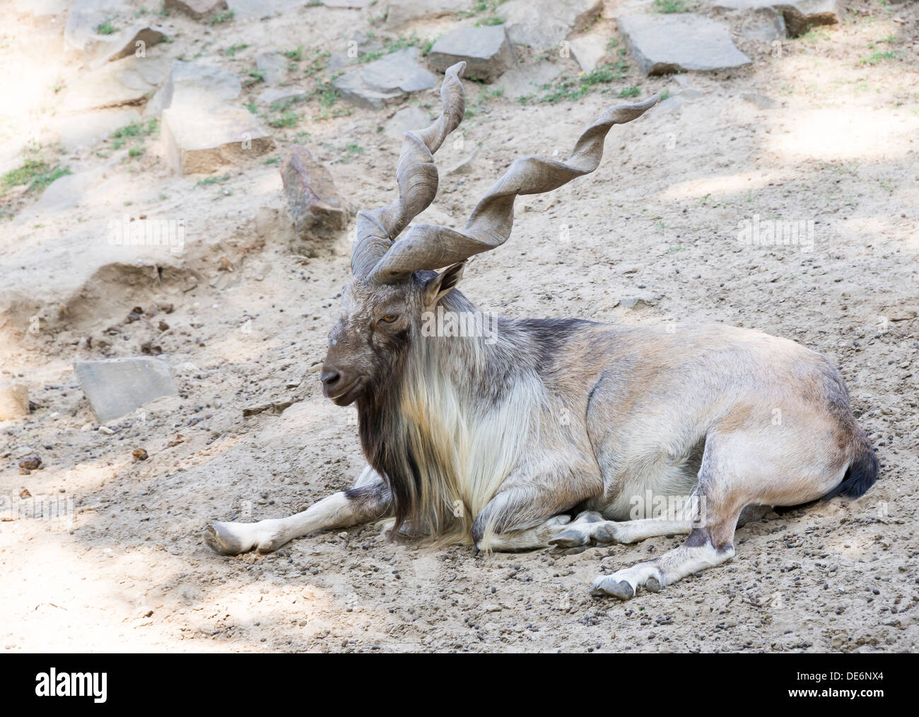 Twist Horns High Resolution Stock Photography and Images - Alamy