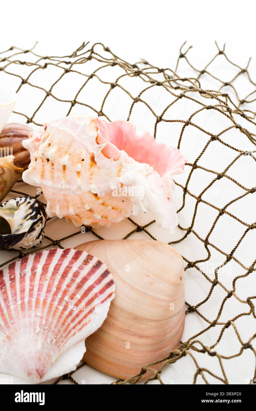 Sea shells with fishing net on a white background Stock Photo - Alamy