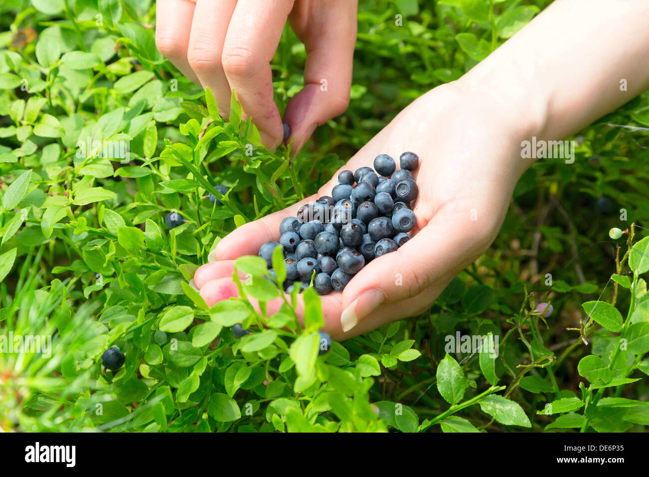 Hand blueberry hi-res stock photography and images - Alamy