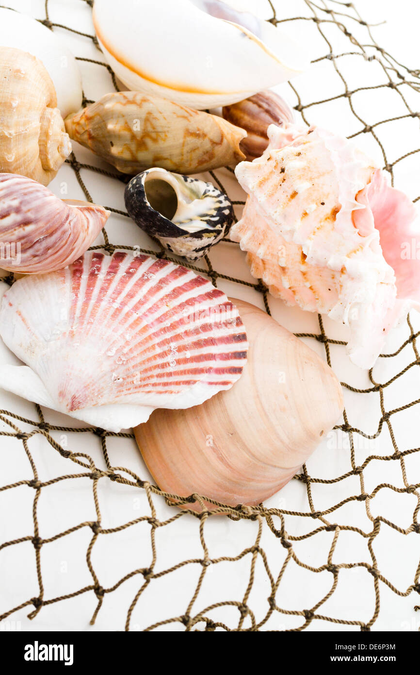 Sea shells with fishing net on a white background Stock Photo - Alamy