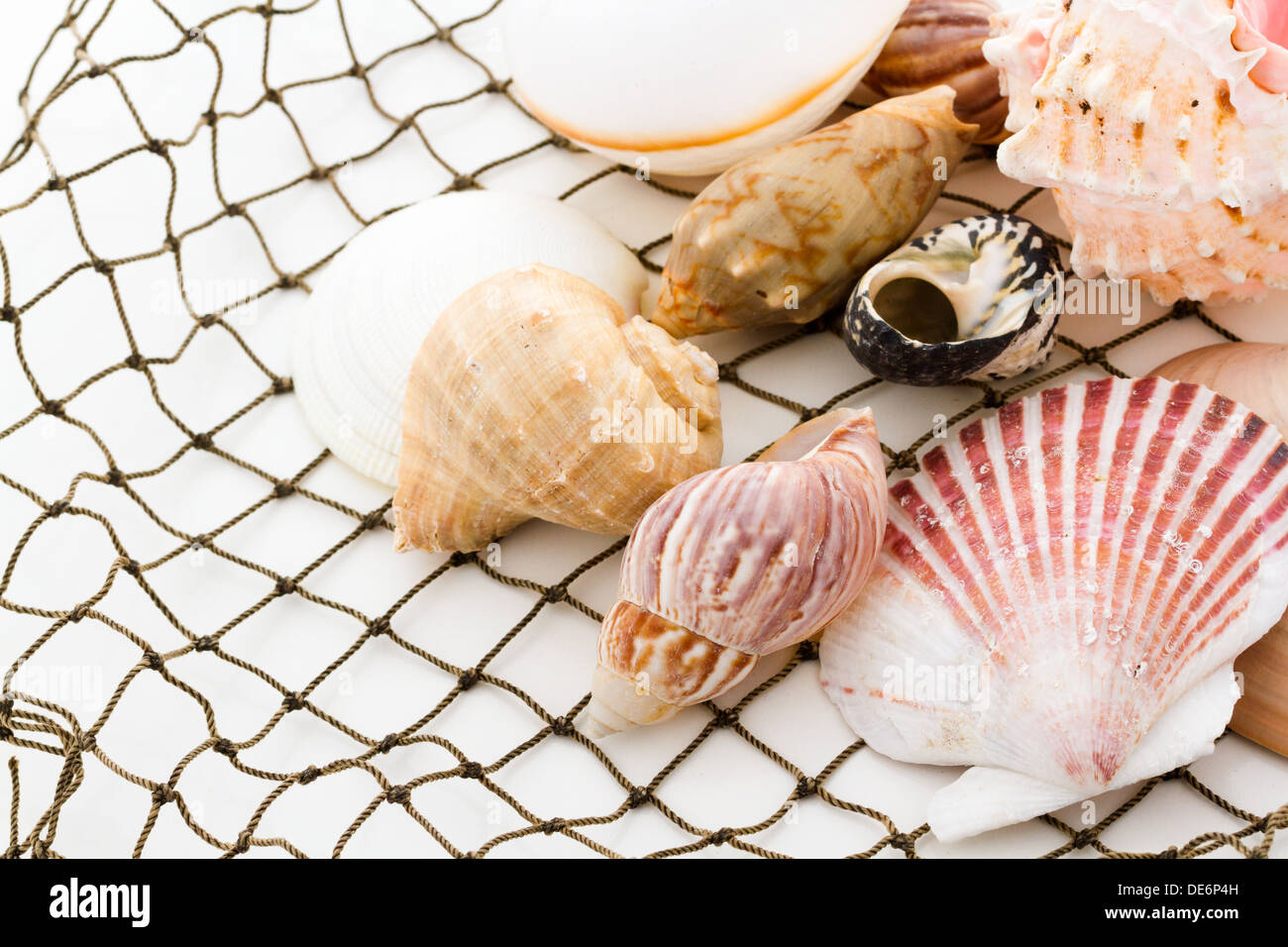 Sea shells with fishing net on a white background Stock Photo - Alamy