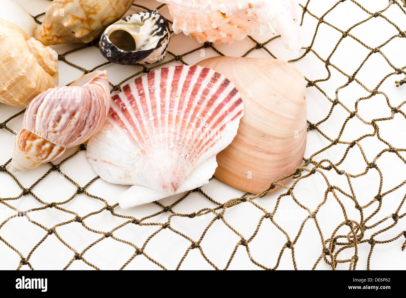 Sea shells with fishing net on a white background Stock Photo - Alamy