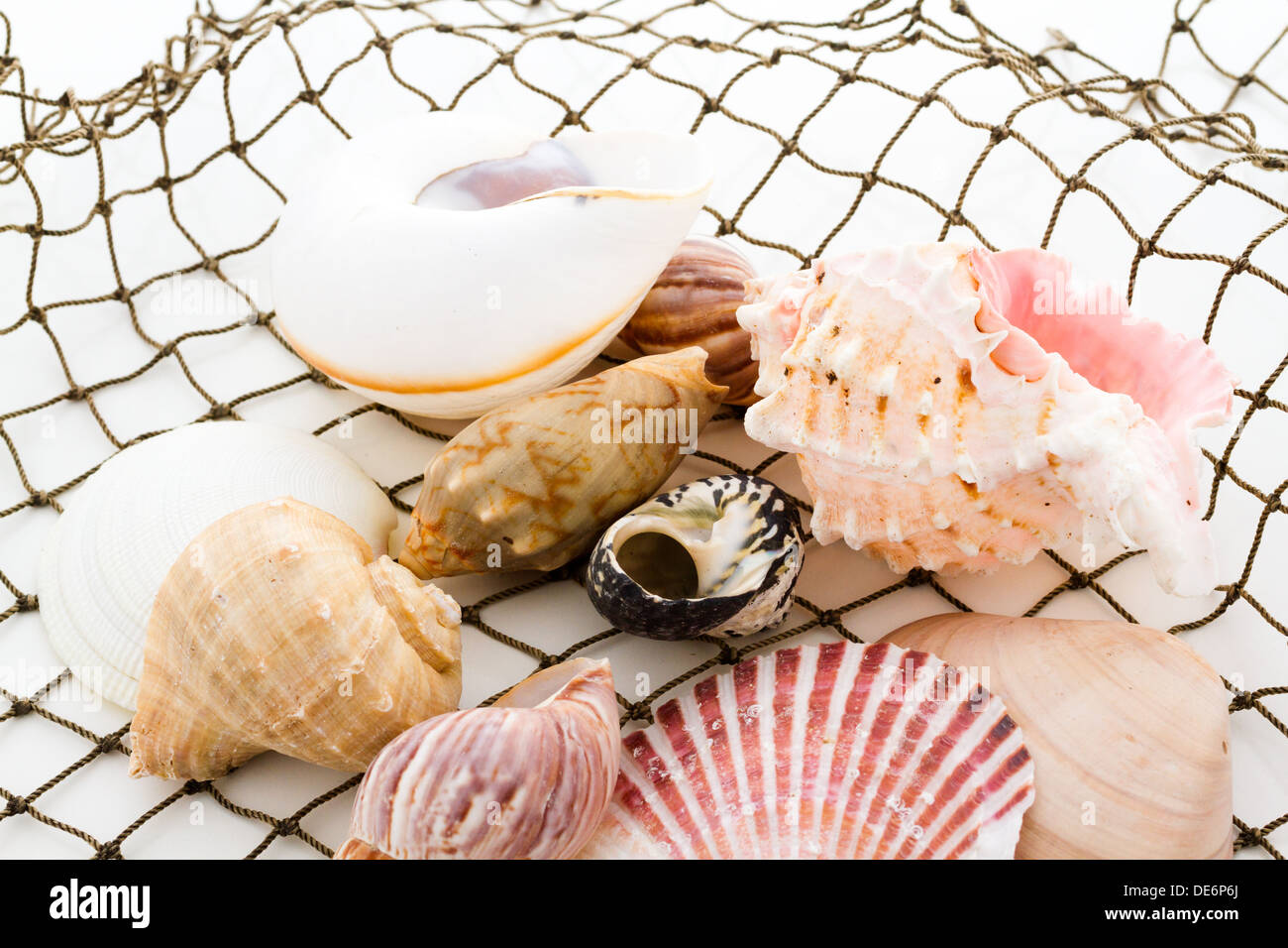 Sea shells with fishing net on a white background Stock Photo - Alamy