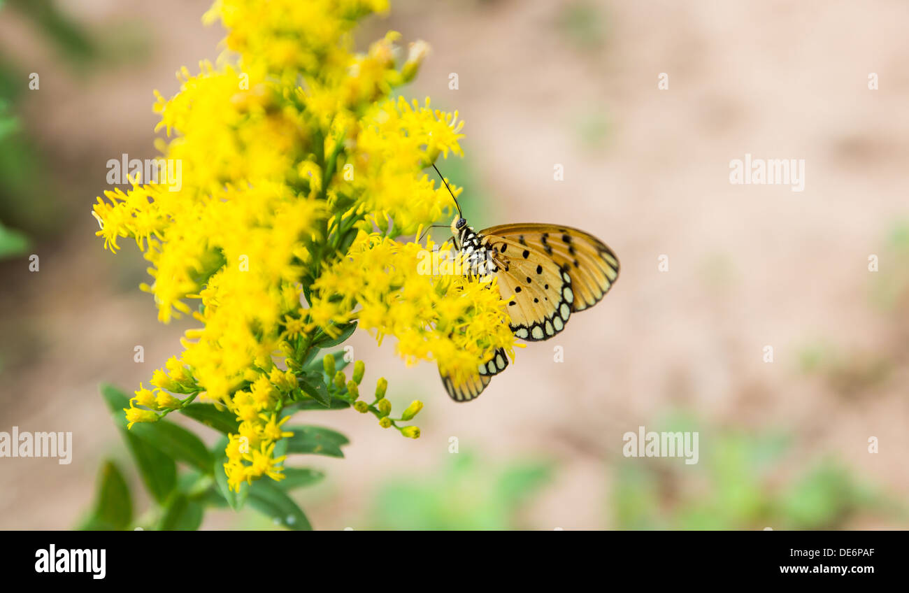 Butterfly on yellow flower Stock Photo - Alamy