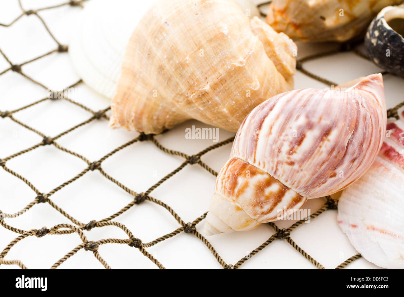 Sea shells with fishing net on a white background Stock Photo - Alamy