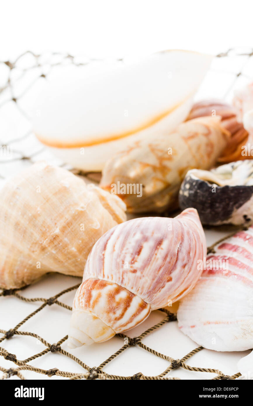 Sea shells with fishing net on a white background Stock Photo - Alamy