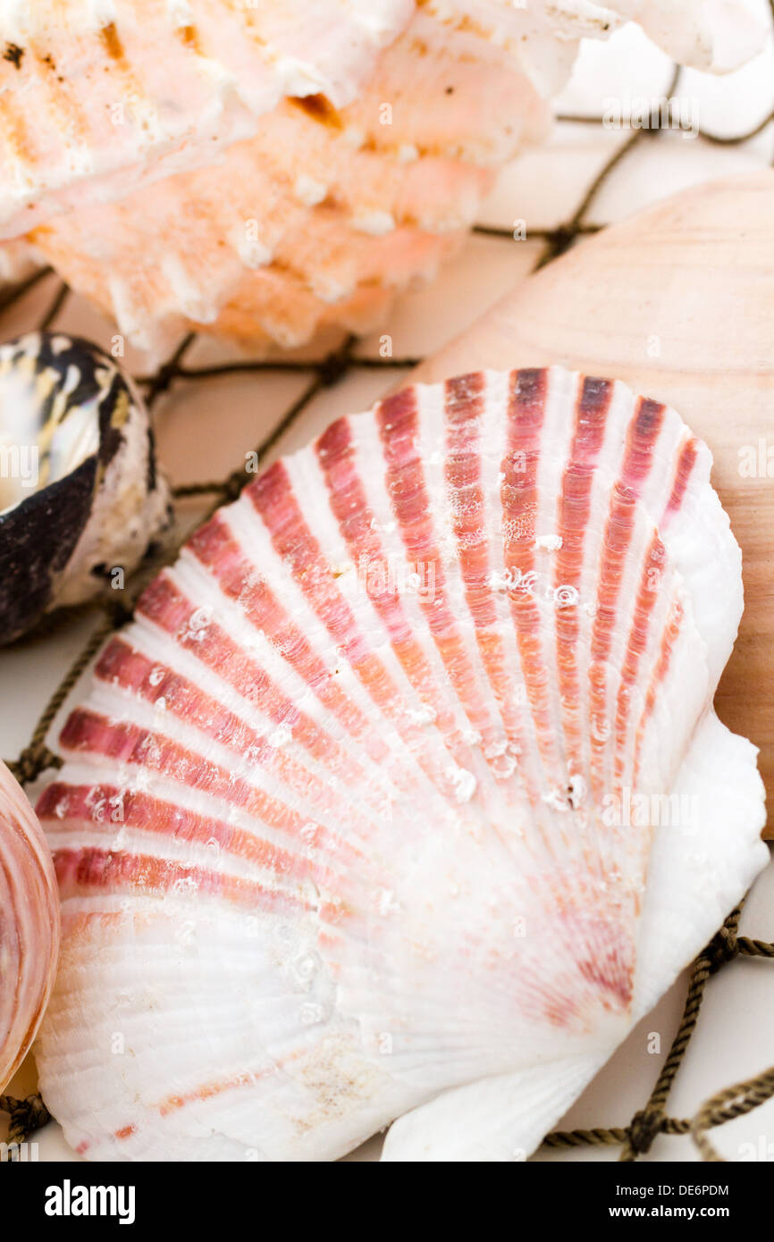 Sea shells with fishing net on a white background Stock Photo - Alamy