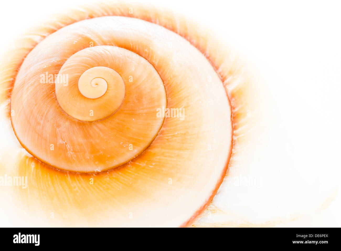 Sea shell on a white background Stock Photo - Alamy