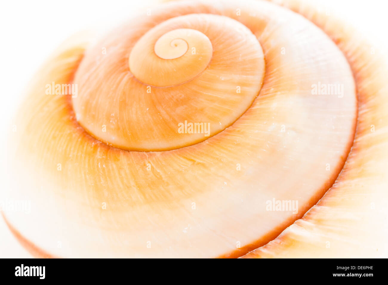 Sea shell on a white background Stock Photo - Alamy