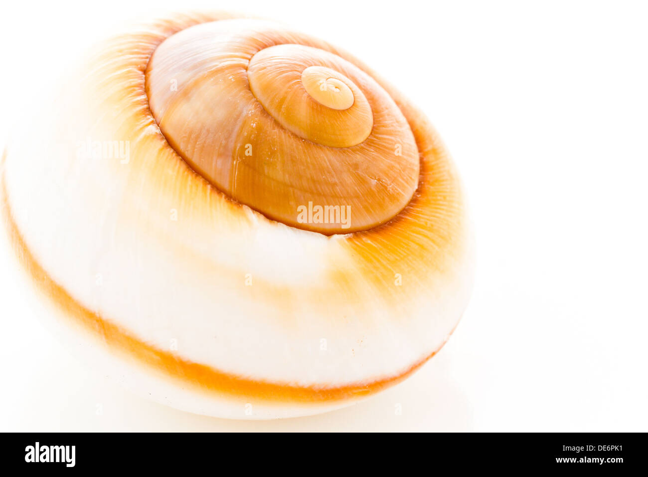 Sea shell on a white background Stock Photo - Alamy