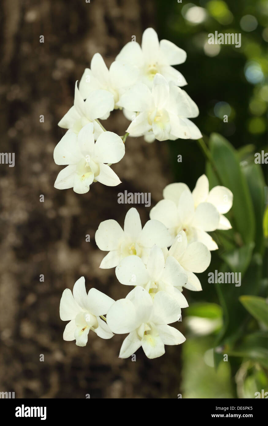 White orchid plant hi-res stock photography and images - Alamy