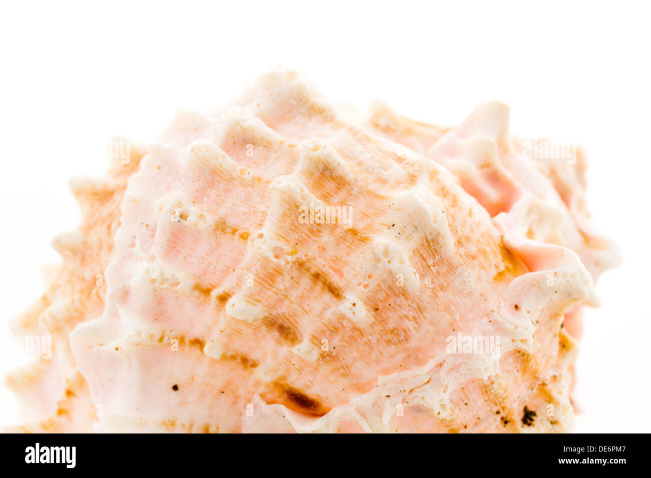 Sea shell on a white background Stock Photo - Alamy