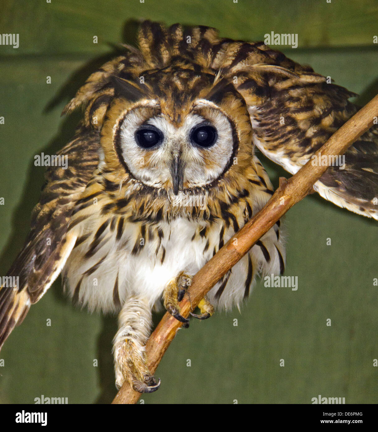 Owl in aviary hi-res stock photography and images - Alamy