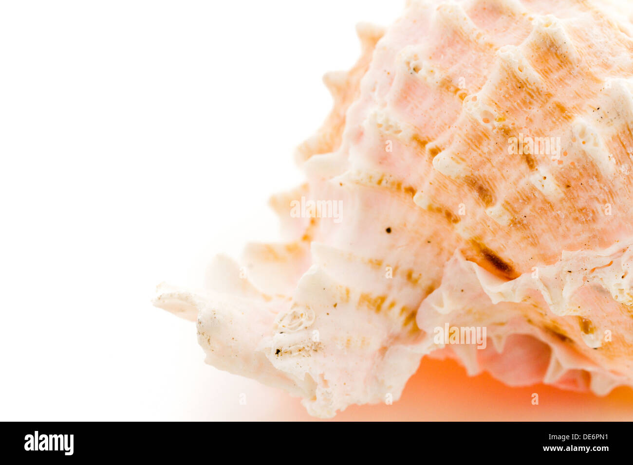 Sea shell on a white background Stock Photo - Alamy