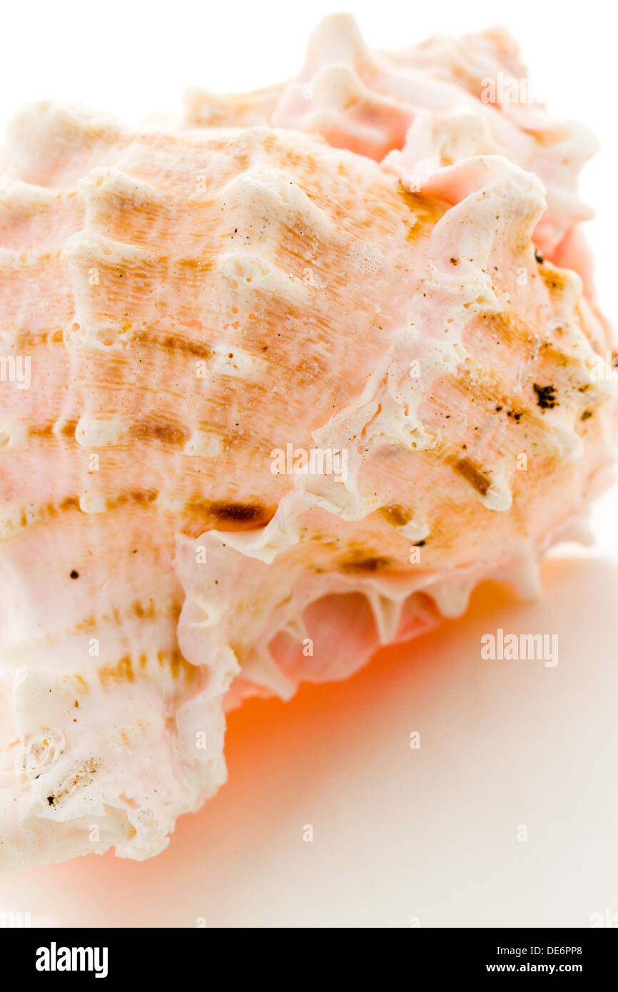 Sea shell on a white background Stock Photo - Alamy