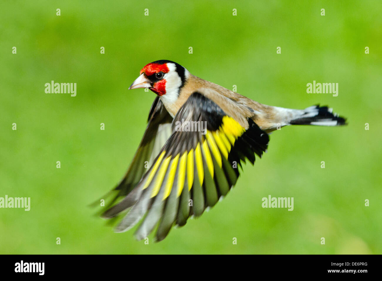 Goldfinch in flight Stock Photo - Alamy