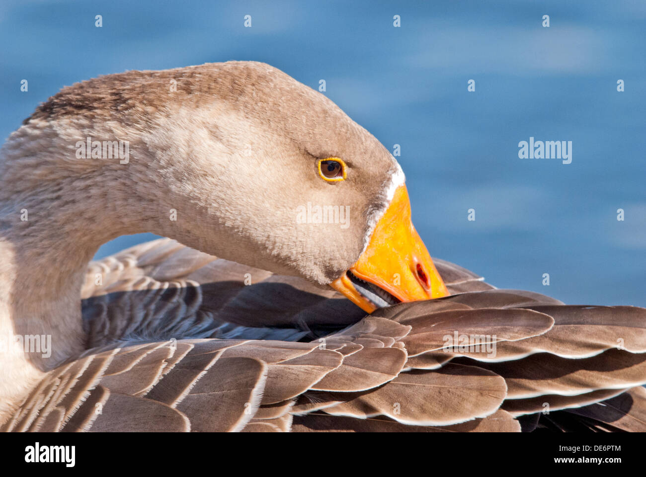 Portrait chinese goose close hi-res stock photography and images - Alamy