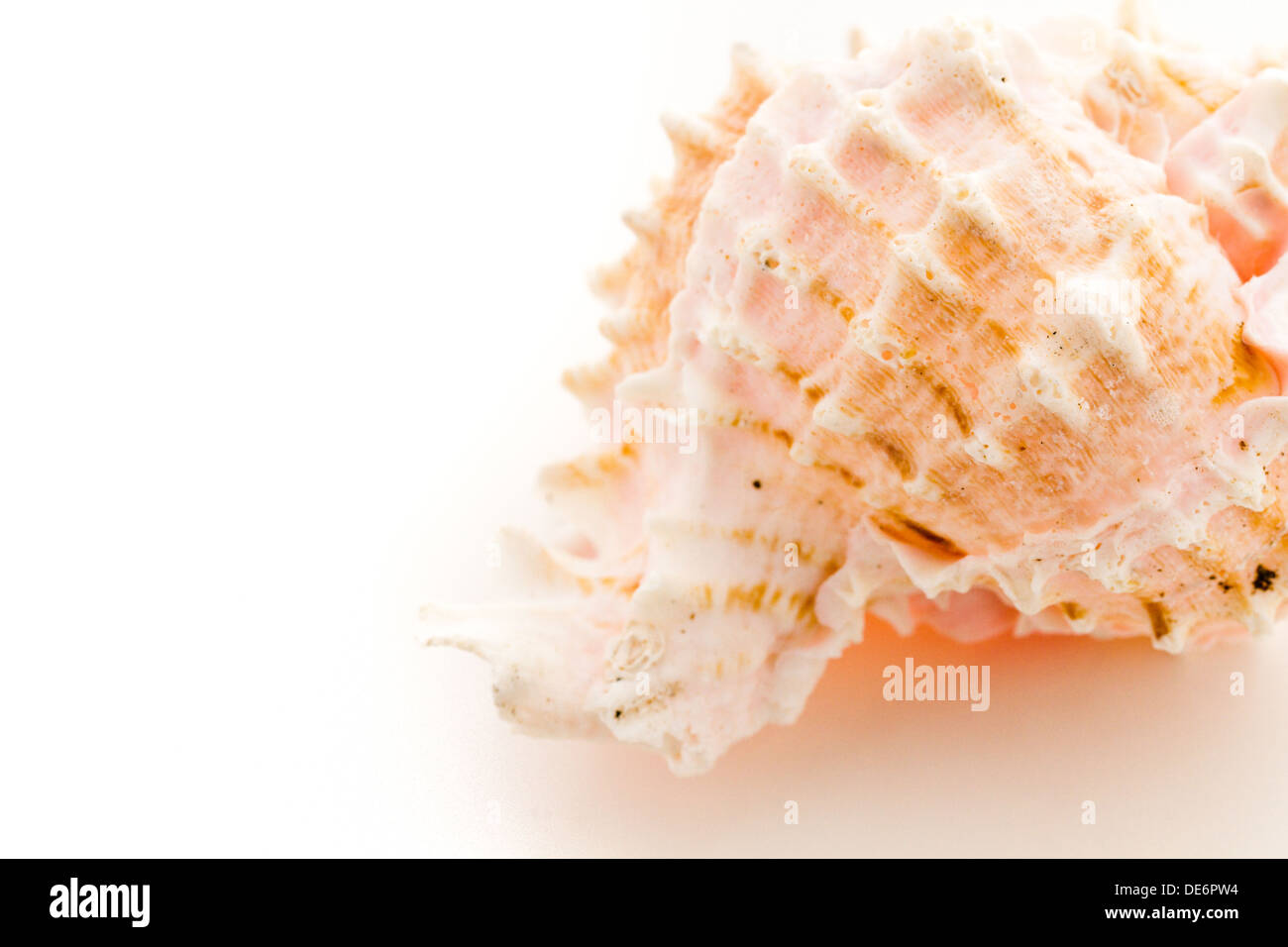 Sea shell on a white background Stock Photo - Alamy