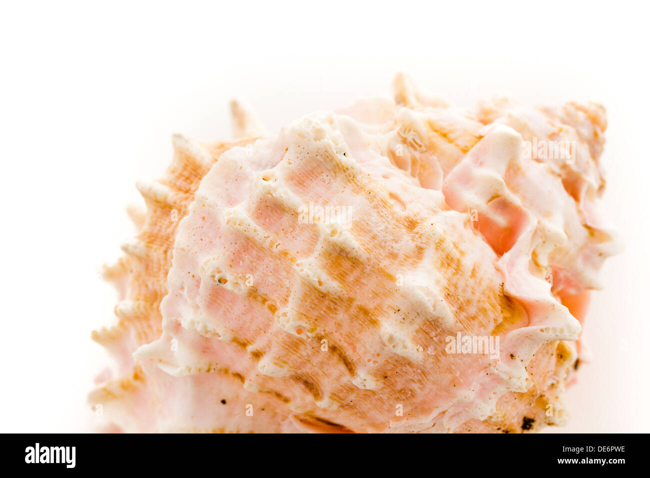 Sea shell on a white background Stock Photo - Alamy
