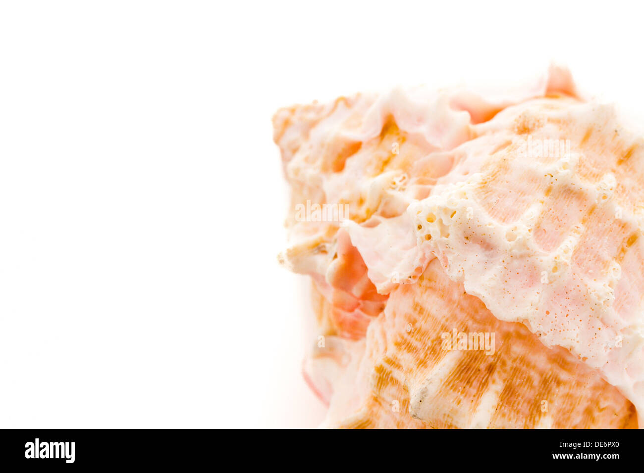 Sea shell on a white background Stock Photo - Alamy