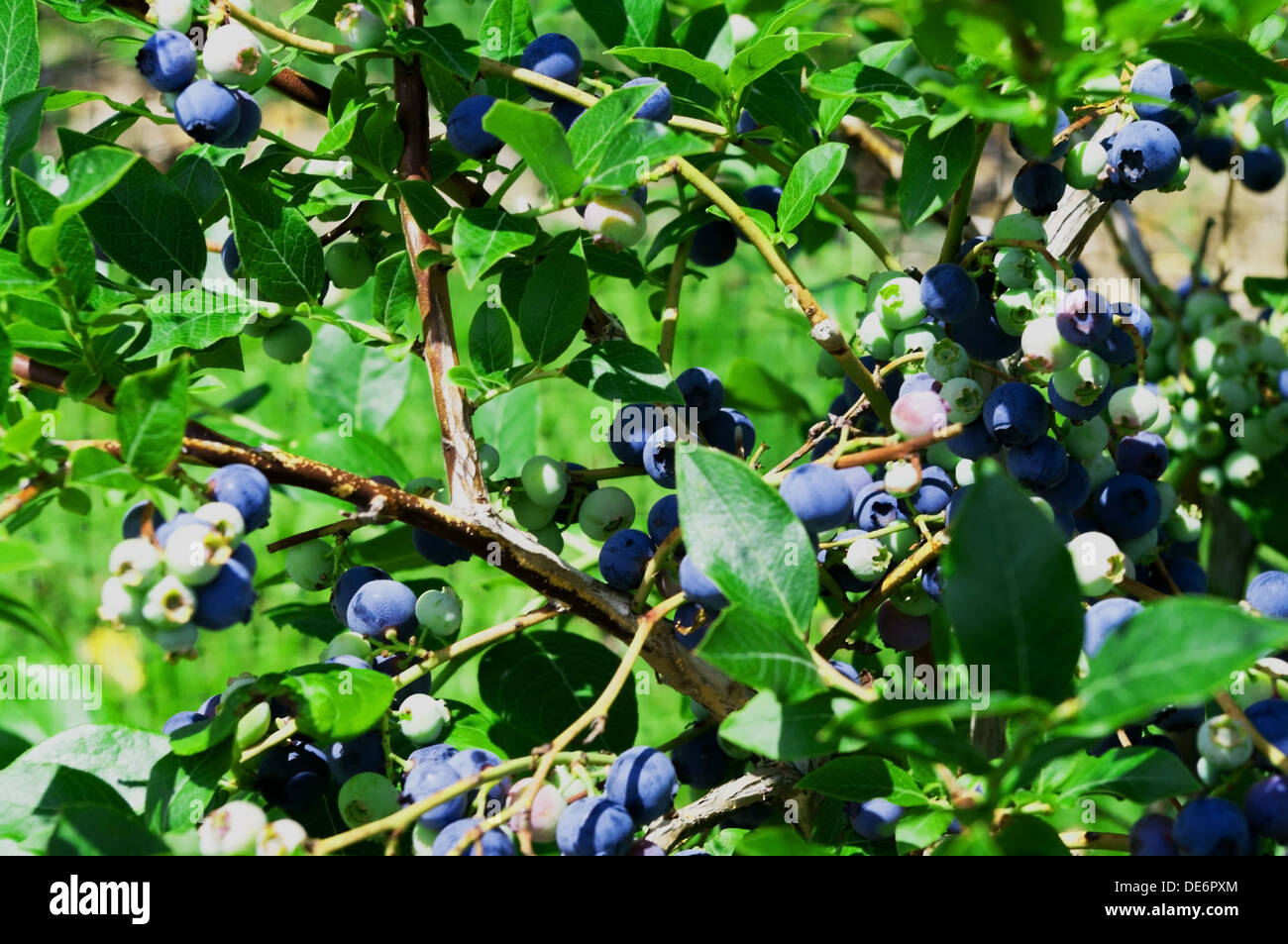 High bush blueberry hi-res stock photography and images - Alamy