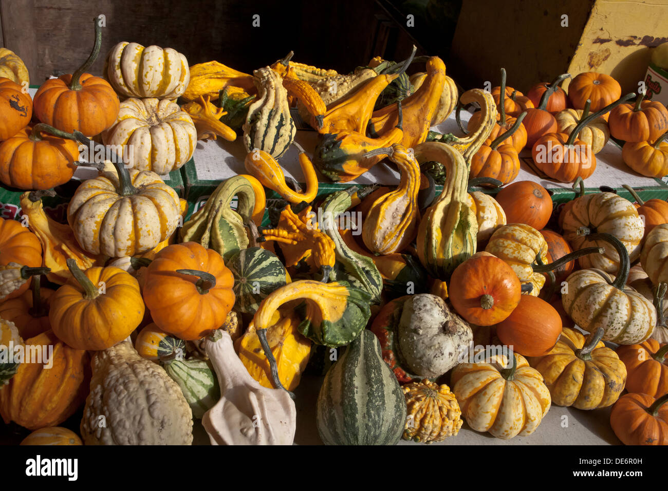 Varieties of gourds, Toronto, Canada Stock Photo - Alamy