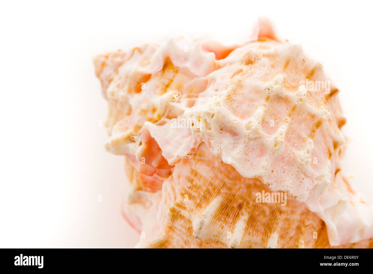 Sea shell on a white background Stock Photo - Alamy