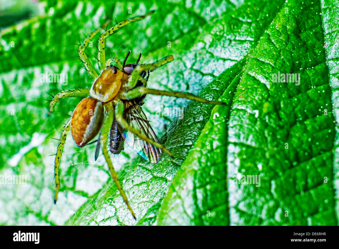 Spider with catched fly Stock Photo - Alamy