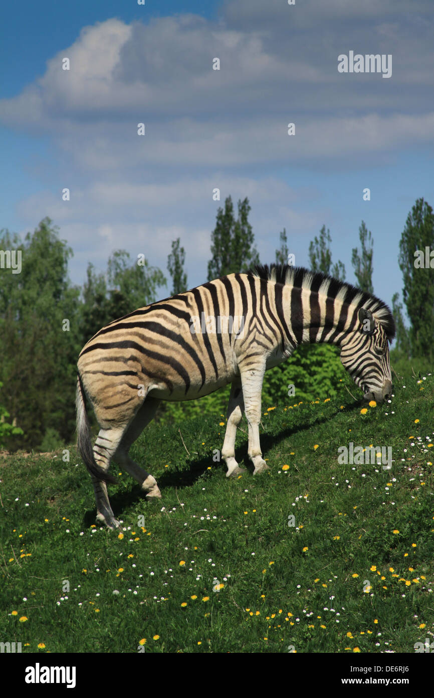 Zebra in zoo on grass Stock Photo - Alamy