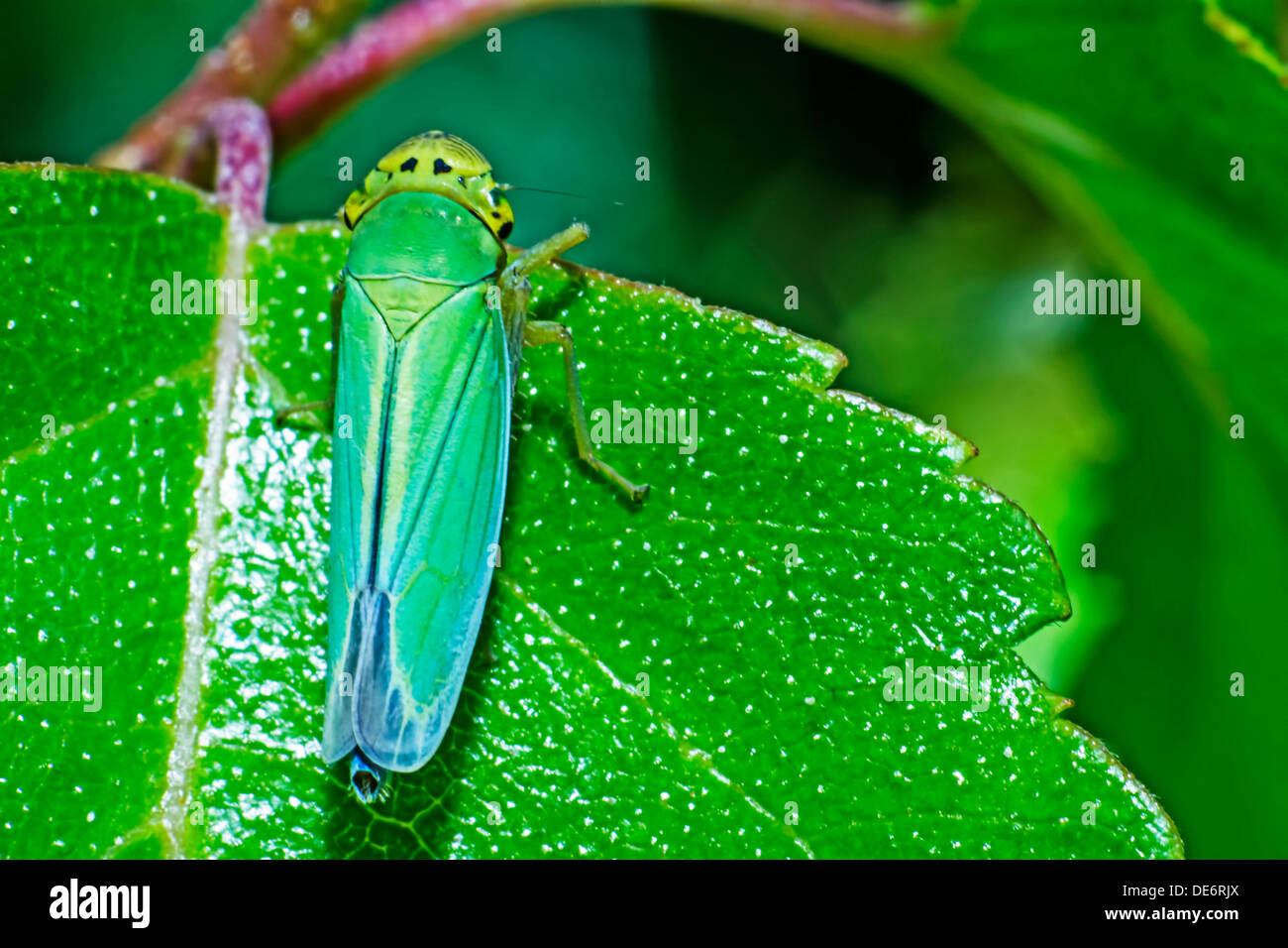 Portrait of a bug Stock Photo - Alamy