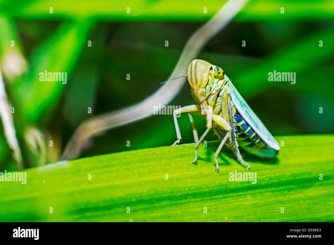 Portrait of a bug Stock Photo - Alamy