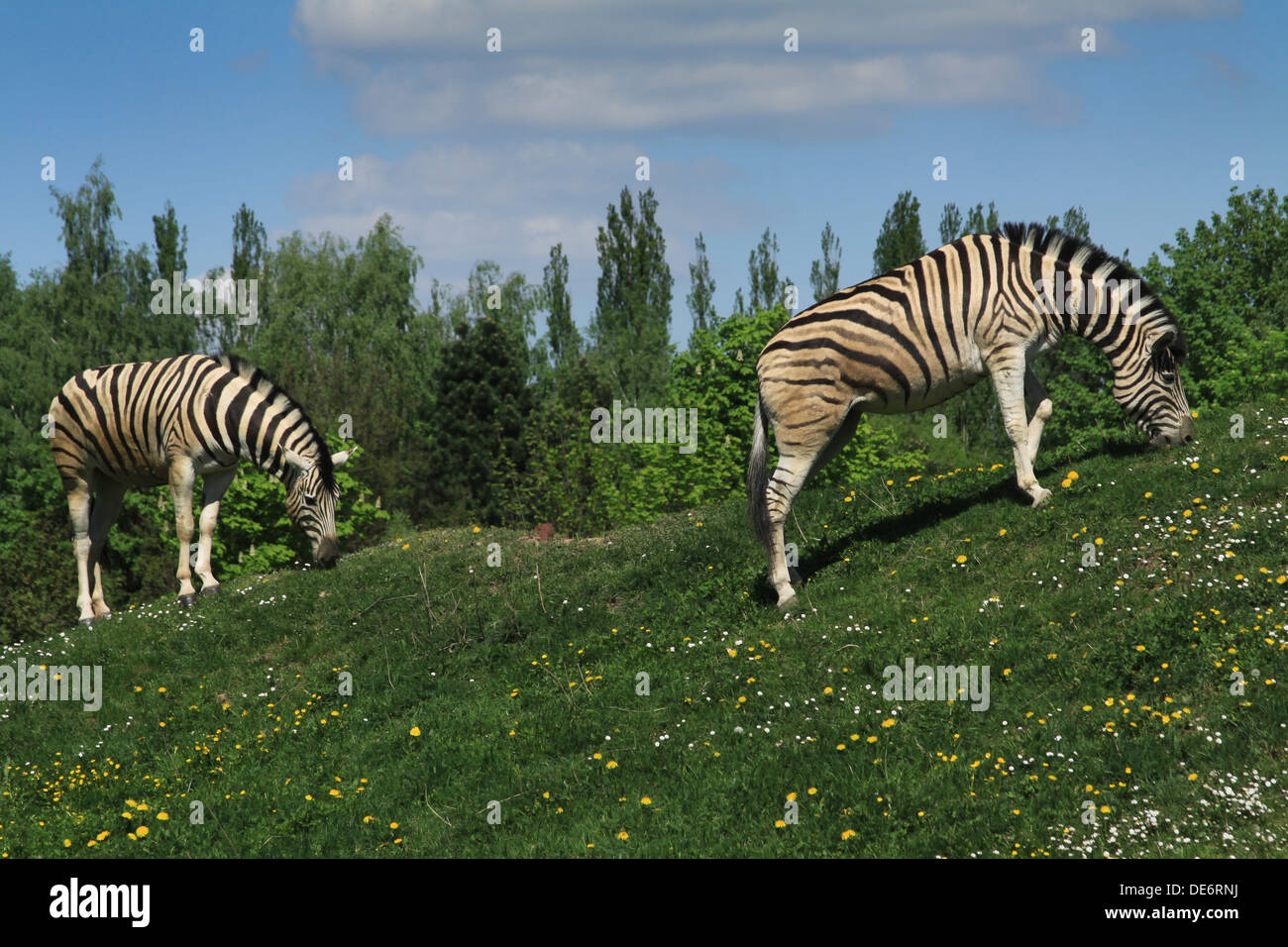 Two zebras in zoo on grass Stock Photo - Alamy