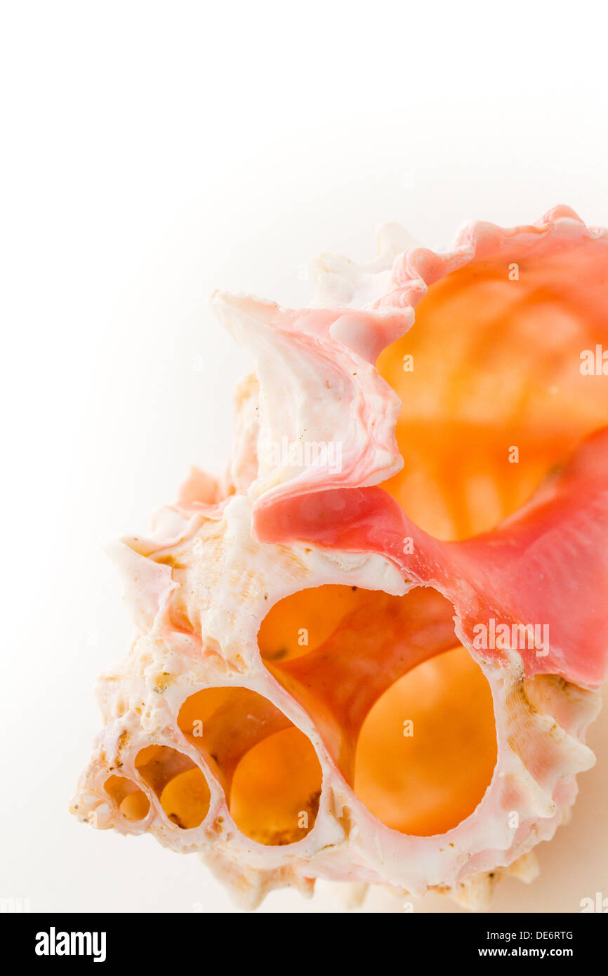 Sea shell on a white background Stock Photo - Alamy