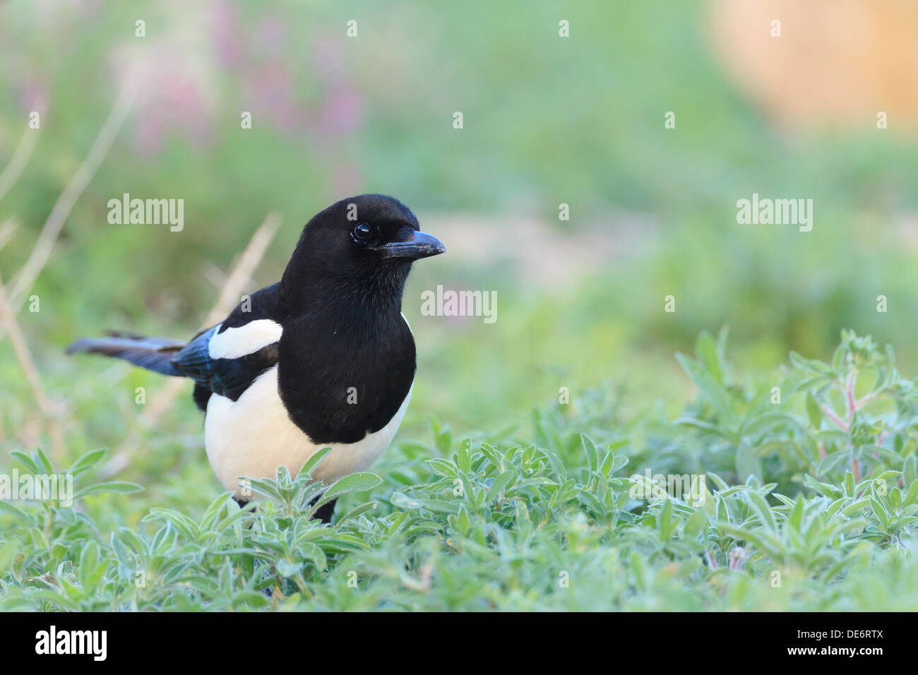 Magpies feeding hi-res stock photography and images - Alamy