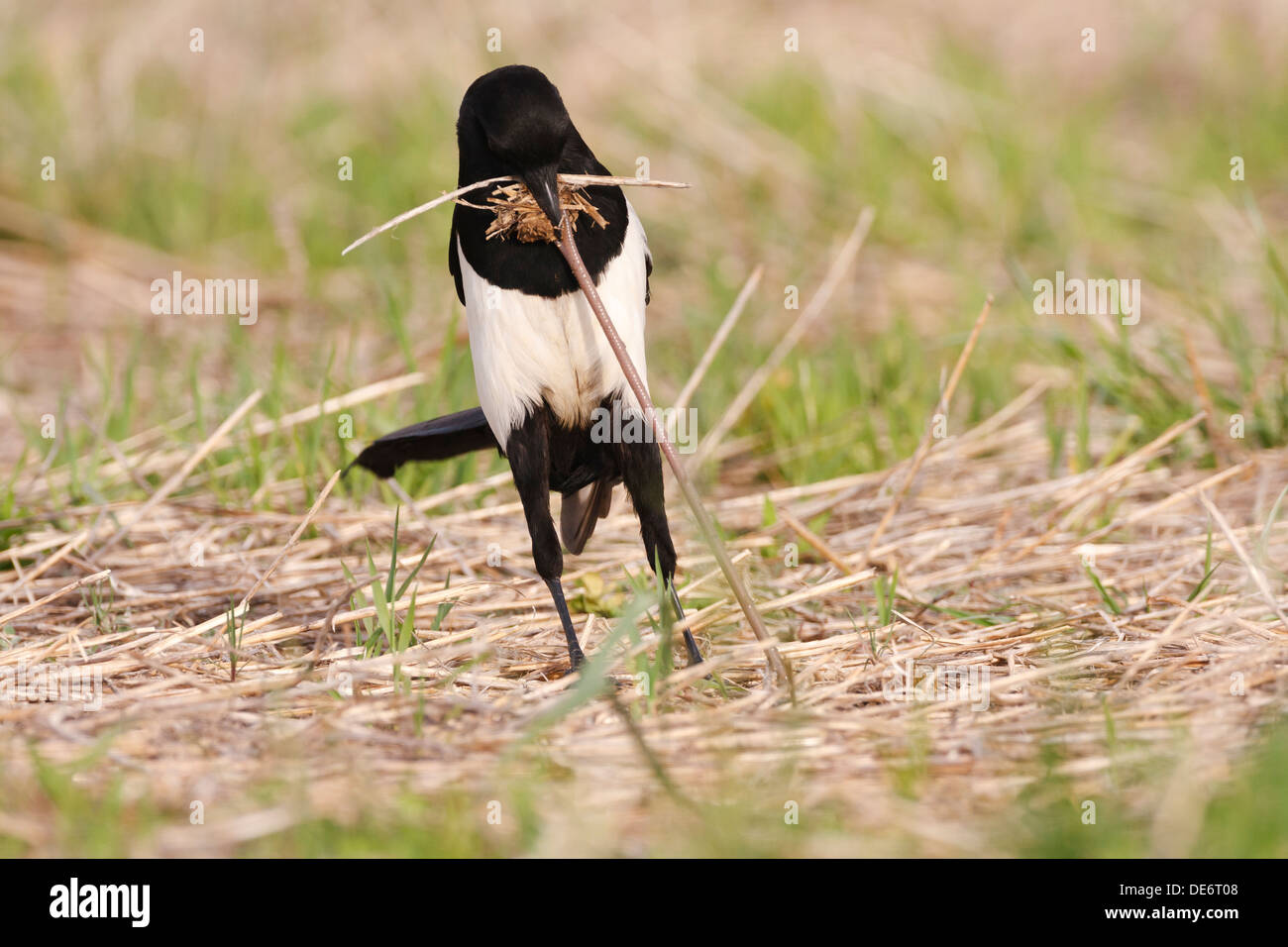 Bird pulling worm hi-res stock photography and images - Alamy