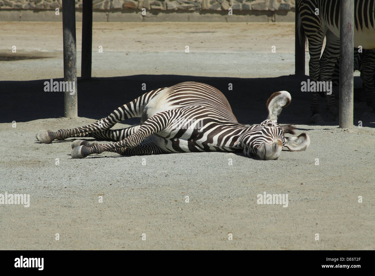 Sleeping zebra in zoo Stock Photo - Alamy