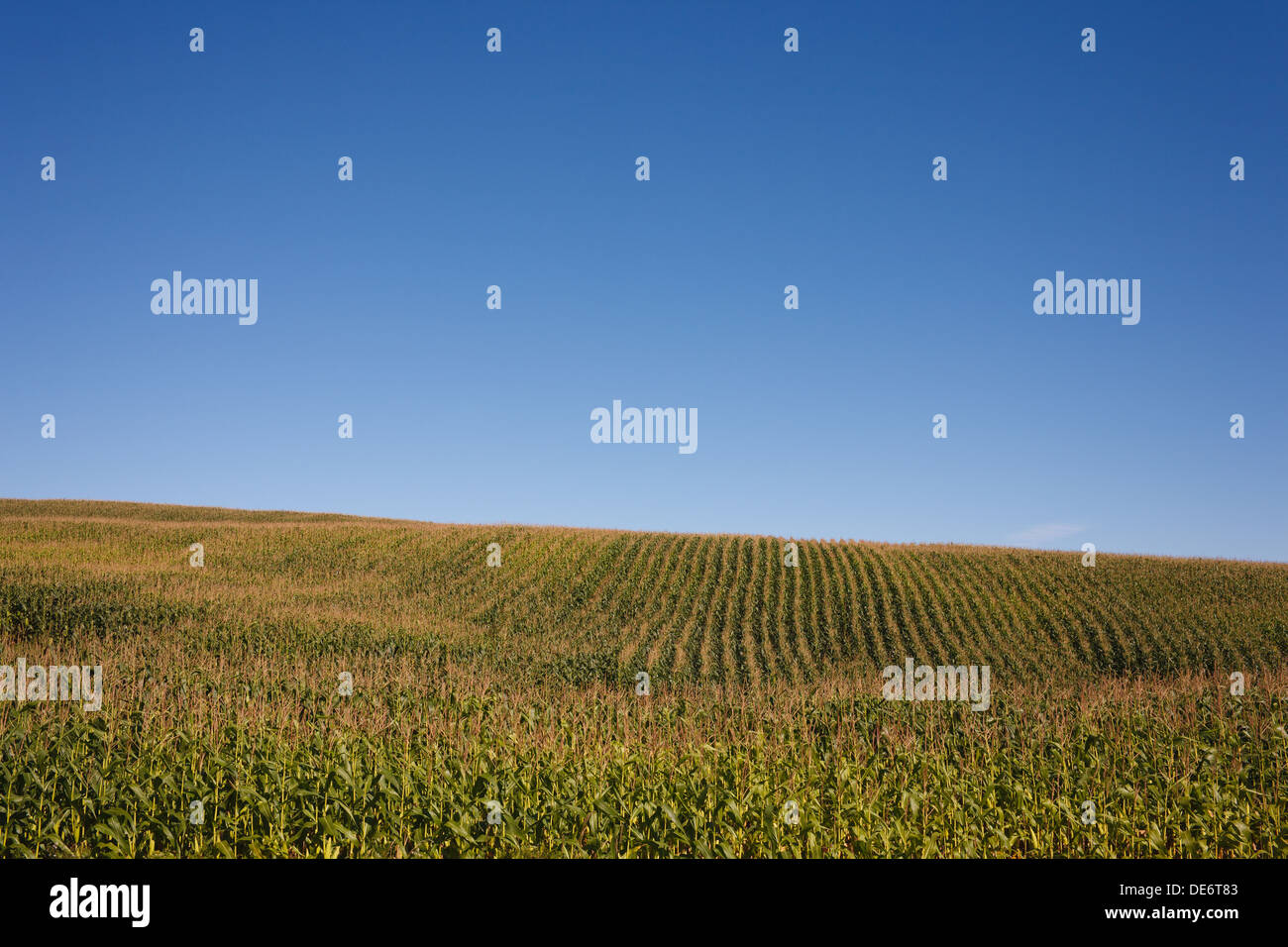 Corn field and clear blue sky Stock Photo - Alamy