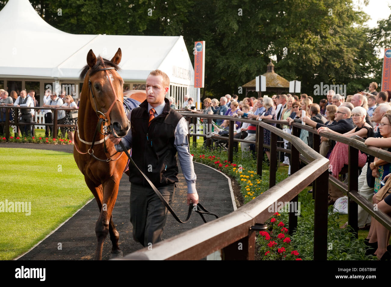 Racehorse in the parade ring on race night, the July racecourse ...