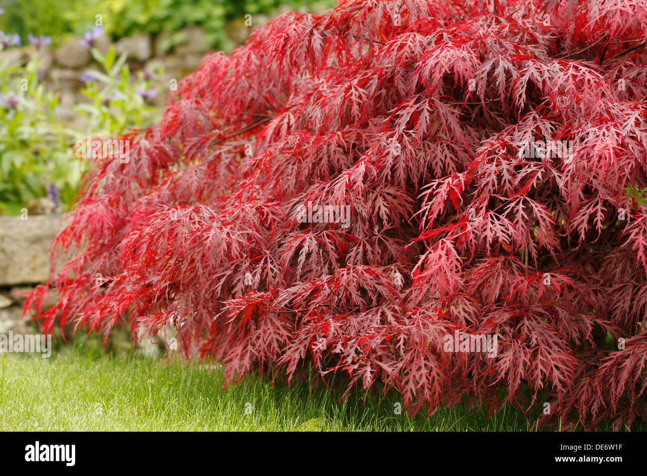 Blood-red Japanese acer in an English garden Stock Photo - Alamy